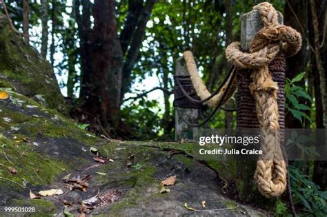 Knot Grass Photos And Premium High Res Pictures Getty Images