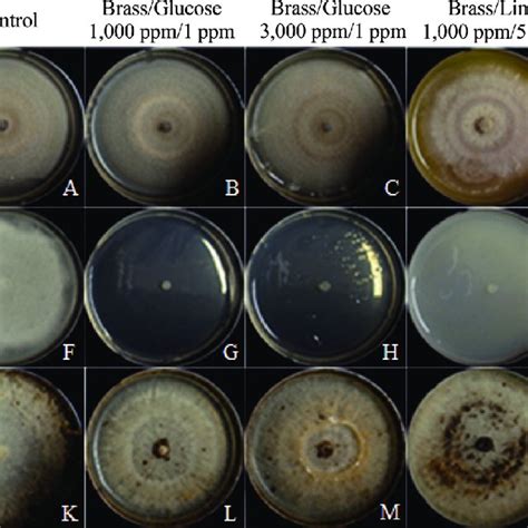 Acidovorax Citrulli Isolates Tested Download Table