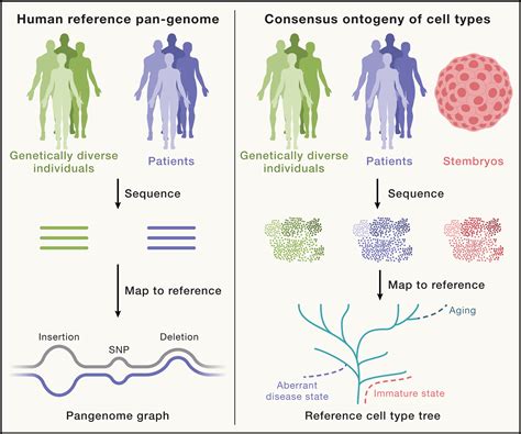 A Reference Cell Tree Will Serve Science Better Than A Reference Cell