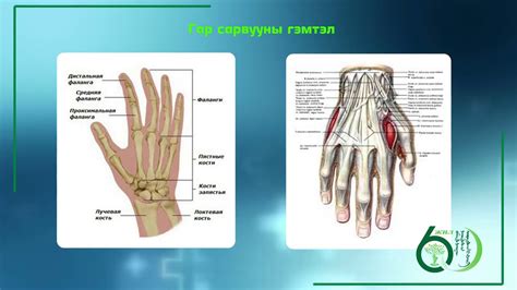 ГССҮТөвийн Гар сарвууны гэмтэл согогын тасгийн их эмч Б Мөнхбат Youtube