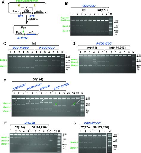 Analysis Of Recombination Activity Of Int Binary Int And Their Download Scientific Diagram