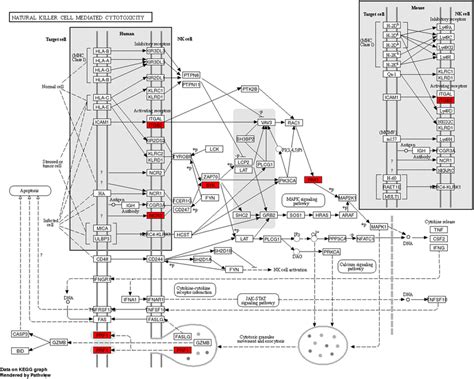 The Natural Killer Cell Mediated Cytotoxicity Pathway Download Scientific Diagram