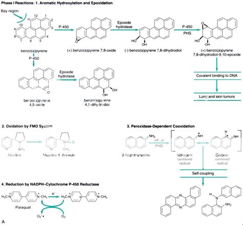 Flavin Containing Monooxygenases Meddic