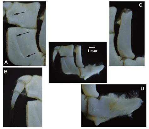 Eurycarcinus Integrifrons Third Maxilliped A Slightly Curved Download Scientific Diagram
