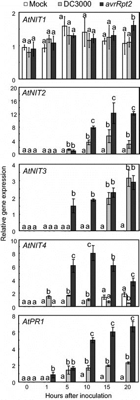 Quantitative Real Time Rt Pcr Analyses Of The Expression Of Nitrilase