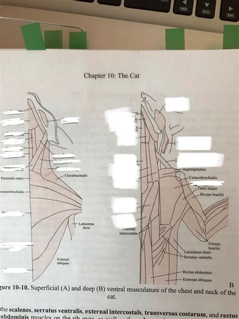 Lab Practical 3 1 Diagram Quizlet