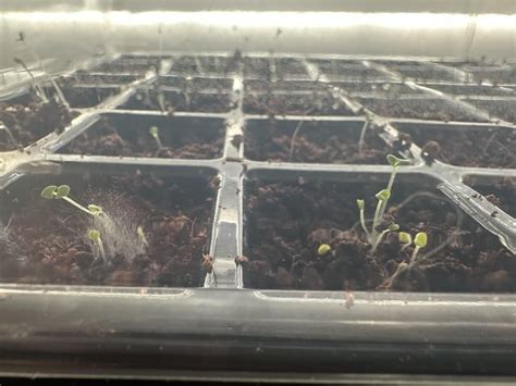 Catnip With White Growth R Gardening