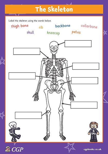 Skeletal System Label Worksheet Worksheets Library