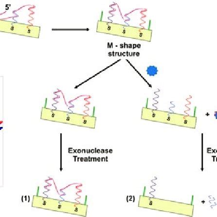 Schematic Showing More Affinity Of Aptamers Against Its Specific Download Scientific Diagram