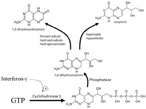 Formation And Oxidation Of 7 8 Dihydroneopterin In Macrophages Download Scientific Diagram