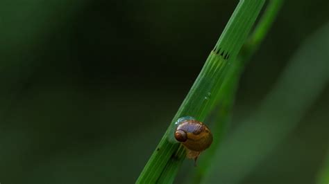 Snail Shell Animal Free Stock Video Pixabay