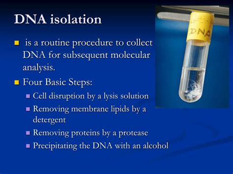 Ppt Isolation And Purification Of Dna From Escherichia Coli