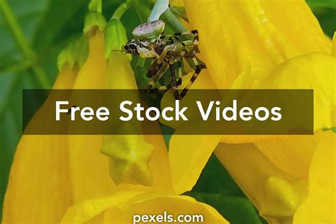 Insect Predators Videos Download The Best Free 4k Stock Video Footage And Insect Predators Hd