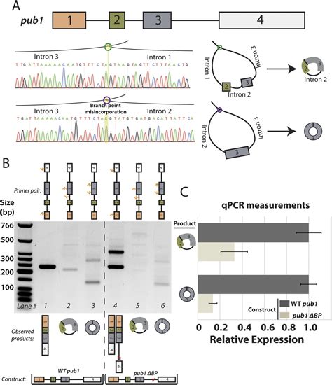 Figures And Data In Circular Rna Biogenesis Can Proceed Through An Exon Containing Lariat