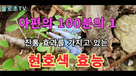복통 요통 위통 두통관절통 좌골신경통 염좌 생리통 허리통증무릅통증에 좋은 현호색 효능 알아보기 불로초tv Youtube