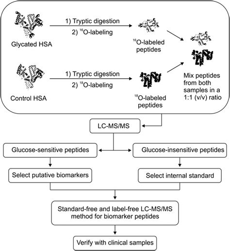 Schematic Workflow Of The Experiments Download Scientific Diagram