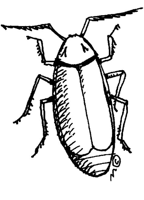 Free Cockroach Cliparts Download Free Cockroach Cliparts Png Images