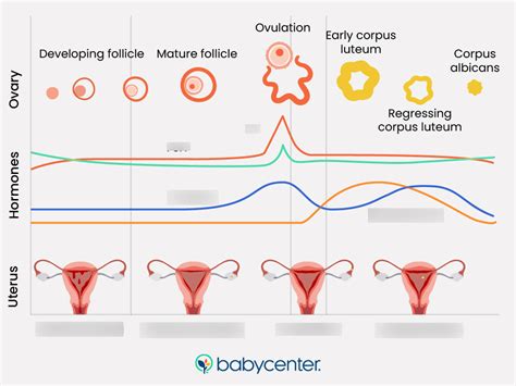 Menstrual Cycle Diagram Diagram Quizlet