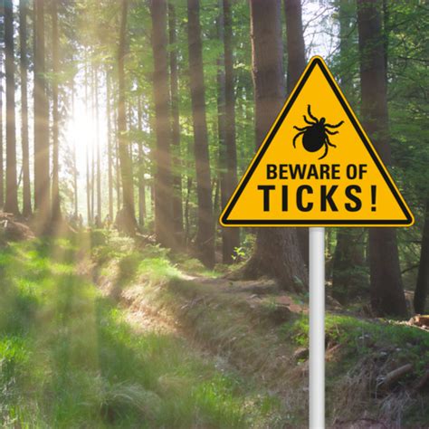 12 Tips To Prevent Tick Bites And Lyme Disease This Summer