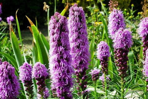How To Grow Stunning Liatris In Your Yard Or Garden Happysprout