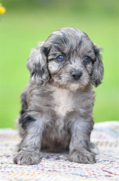 Jamie Cockapoo All Star Puppies All Star Puppies