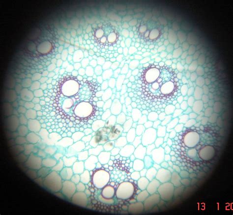 Cross Section Of Zea Mays Corn Stem Showing Its Xylem And Phloem