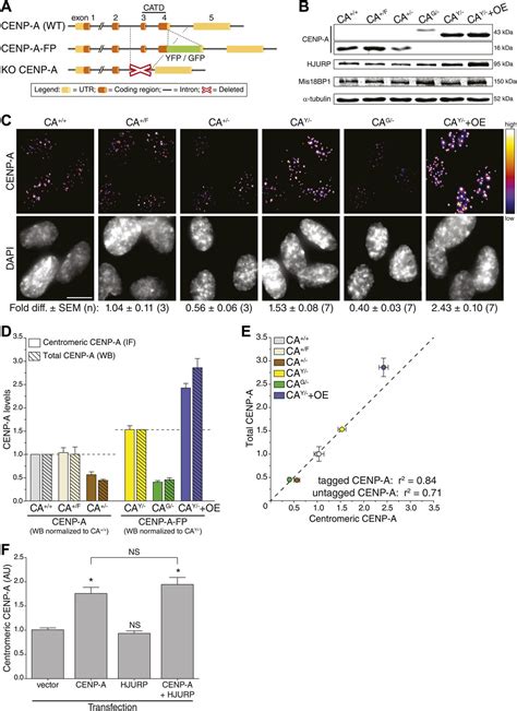 Figures And Data In The Quantitative Architecture Of Centromeric Chromatin Elife
