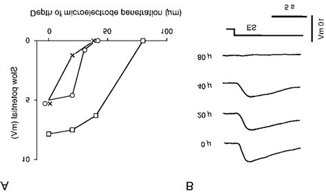 Relationship Between Depth Of Recording Microelectrode Insertion Into Download High Quality