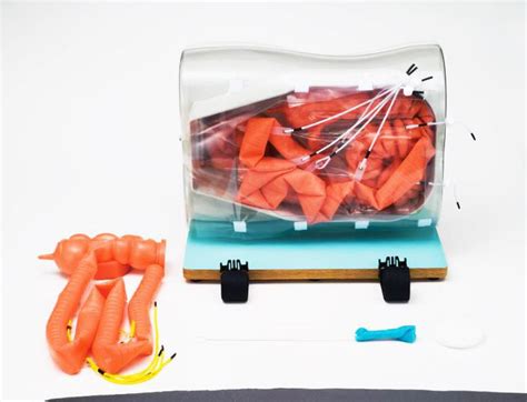 Simulación De Colonoscopia Para Cirugía Y Laparoscopia Torso Enteroscopia Simulador De