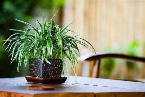 Easy Care Indoor Plants No Fuss Greenery For Busy People Jay Scotts Collection