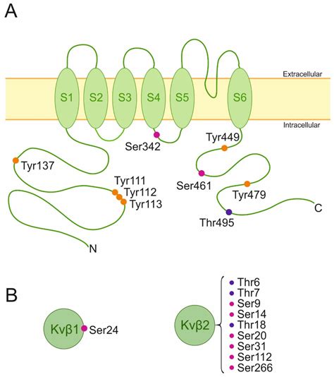 Schematic Representation Of Kv1 3 Membrane Topology And Kv1 3 Beta Download Scientific Diagram
