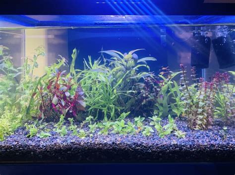 Mushroom Based Substrates Next Biodegradable Electronic Solution Rece