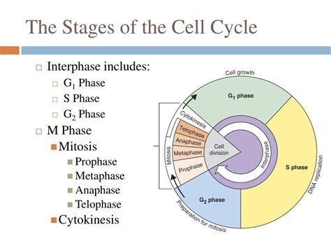 Cell Cycle Stages Explained The Stages Of Mitosis And Cell Division