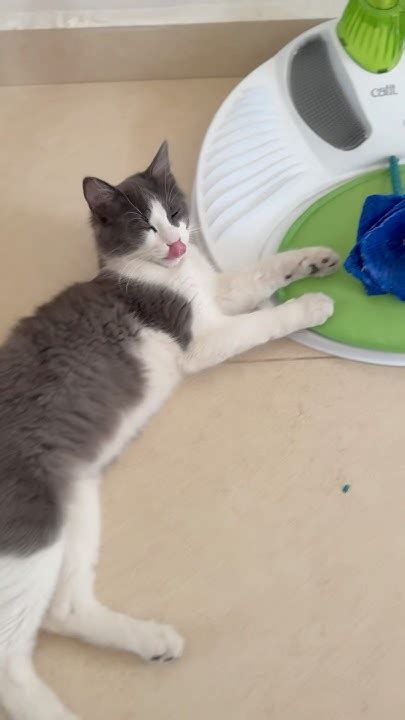 കൈ ദേ അപ്പുറേ കിടക്കുന്നു🫠 പാവം റോസാപ്പൂ Mexico Malayaliyoutuber Mallu Shorts Cat Kitten