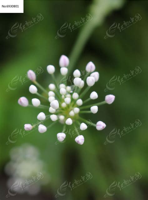 小根菜开花高清图片下载红动中国