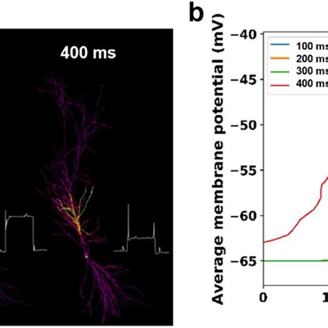 Implementation Of The Plateau Potential A Membrane Depolarization At