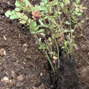 Роза черная магия, фото и описание сорта, посадка, уход и выращивание