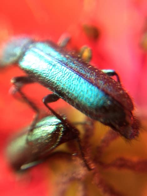 Insect Under Microscope Images Free Download On Freepik