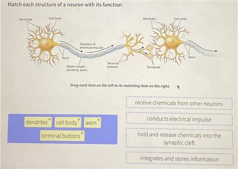 Solved Match Each Structure Of A Neuron With Its Function Drag Each Item 1 Answer