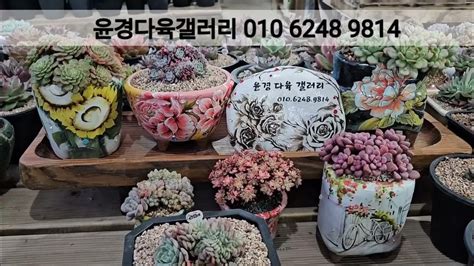 윤경다육갤러리 3번째 판매영상 윤경다육갤러리 다육식물 성남 Youtube
