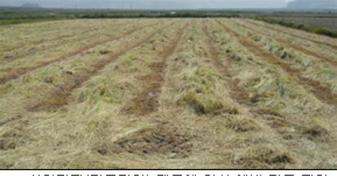 호밀 이삭 나온 후 일주일 안에 수확해야