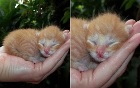 손바닥 위에 올라가 자리잡아 앉더니 피곤해서 스르륵 잠들어 버린 아깽이