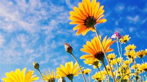 Las 7 Flores De Primavera Más Elegidas