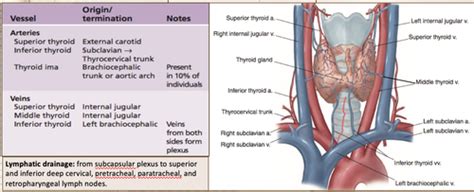 Inferior Thyroid Artery