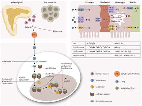 Androgen Receptor Pathway Inhibitors And Drugdrug Interactions In Prostate Cancer Esmo Open