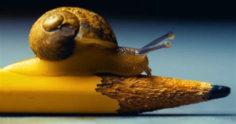 Як позбутися слимаків на своїй ділянці Читайте на Ukr Net