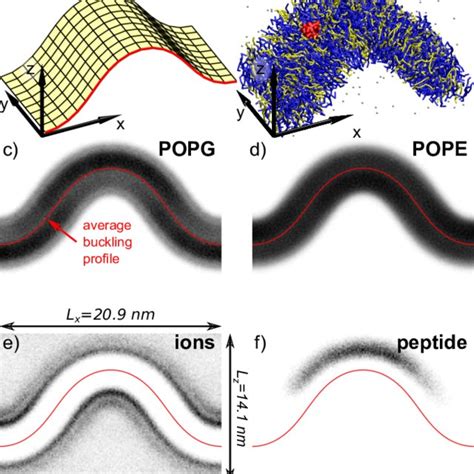 Component Distributions In A Coarse Grained Buckled Popepopg Bilayer