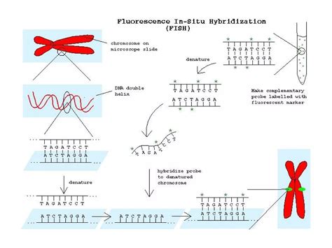 Fluorescence In Situ Hybridization Ppt