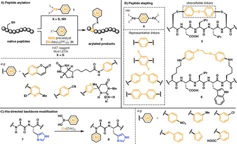 Figure 2 From Peptide Modification And Cyclization Via Transition Metal Catalysis Semantic