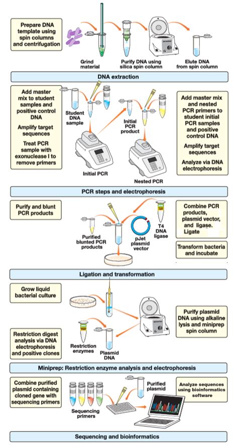 Syn Bio — P5 Plasmid Design Molecular Cloning Process And Step 1
